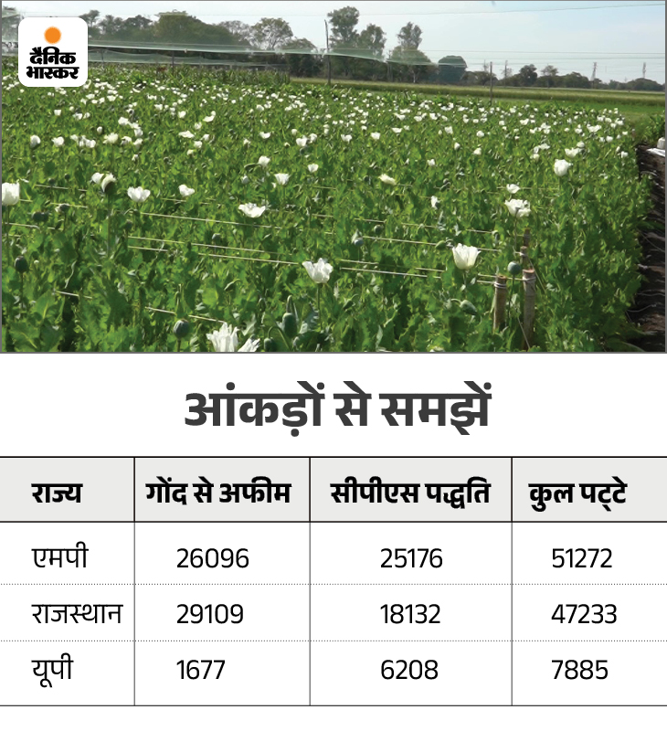 Afim Ki Kheti; Ratlam Mandsaur Neemuch Opium Cultivation And Smuggling ...