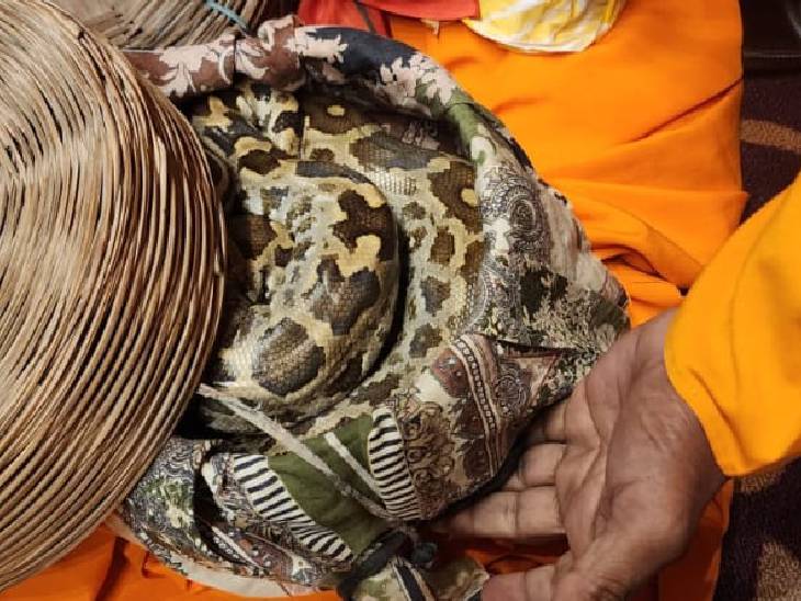 FSL's report will increase the problems of Elvish Snake venom was used ...