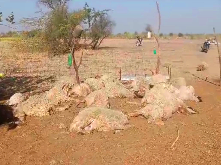 wild animal hunted sheep | जंगली जानवर ने किया भेड़ों का शिकार: 40 ...