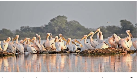 22 and a half thousand birds of 208 species arrived in Menar, expected ...
