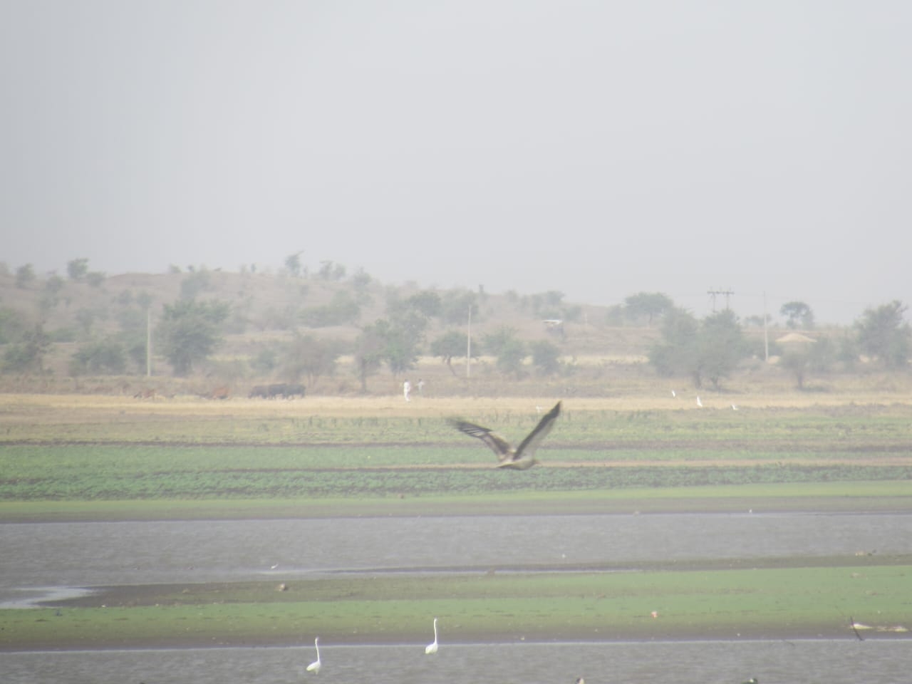 Not a single vulture was found in Barwah area | बड़वाह क्षेत्र में नहीं ...