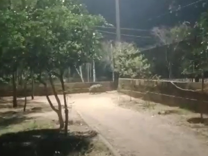 Jarakh came to Rajasthan University campus | राजस्थान यूनिवर्सिटी के ...