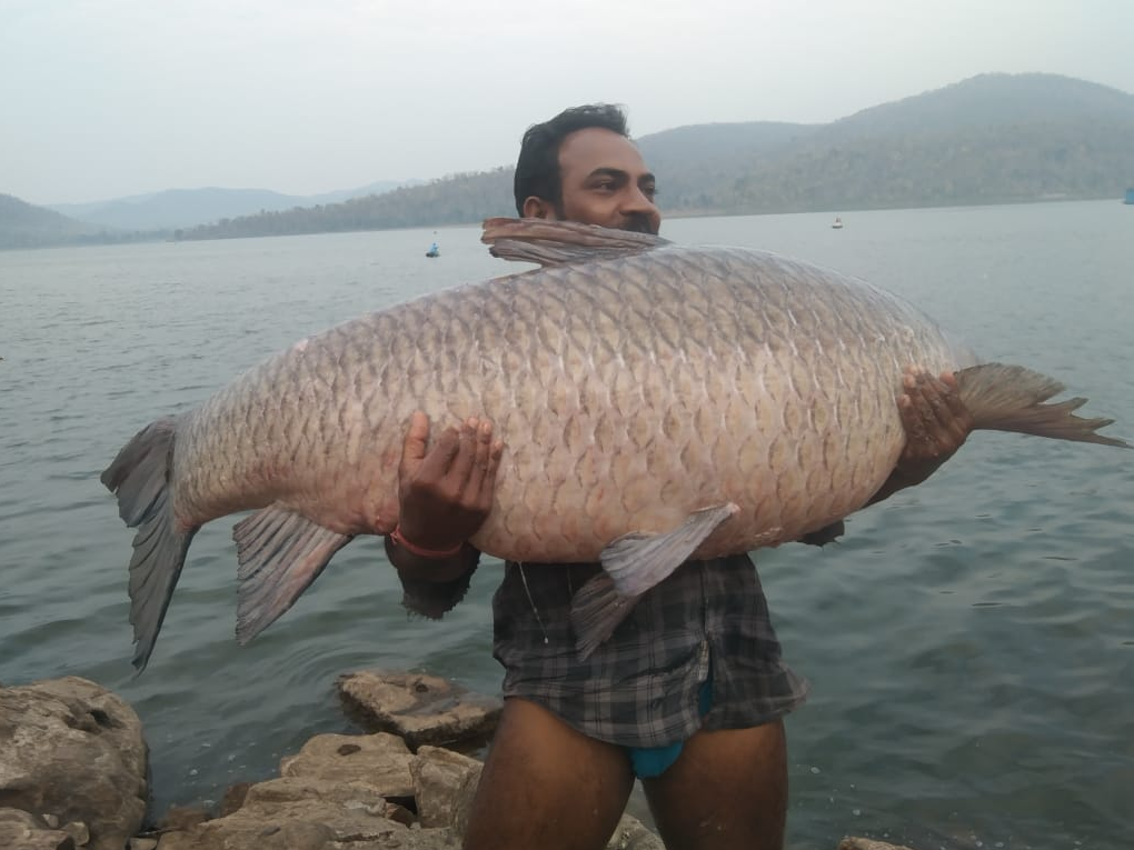80 kg fish found in Sarodha reservoir | Kawardha Fish News