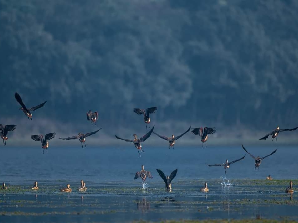 10 thousand birds reached Nagi Bird Center and Dam | नागी पक्षी केंद्र ...