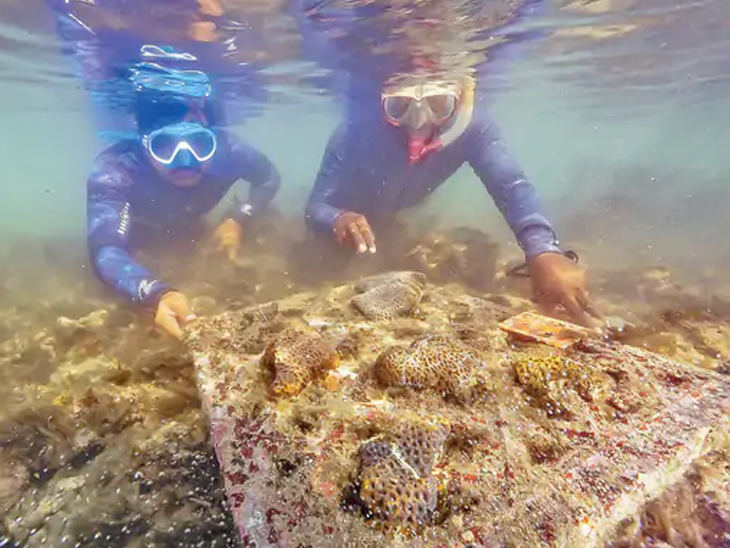 Shifting Of More Than 16,000 Coral Reefs To Narara Island For Pipeline