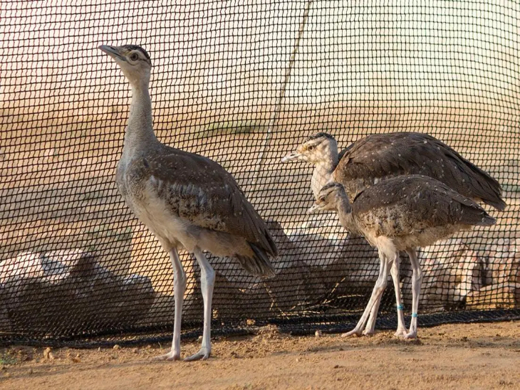 51 eggs and little Godavan seen in four years | चार साल में 51 अंडे और ...