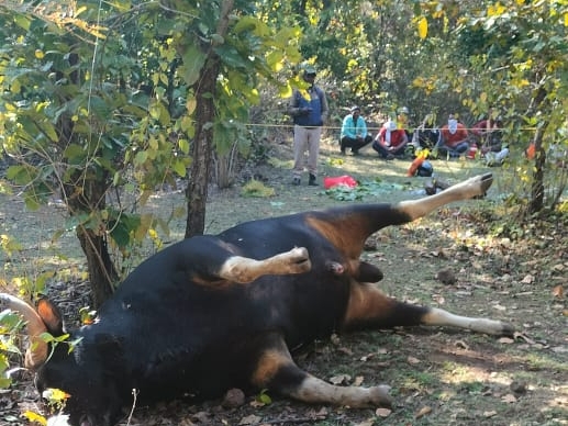 Bodies of two bison found in Karondi village | करोंदी गांव में मिले दो ...