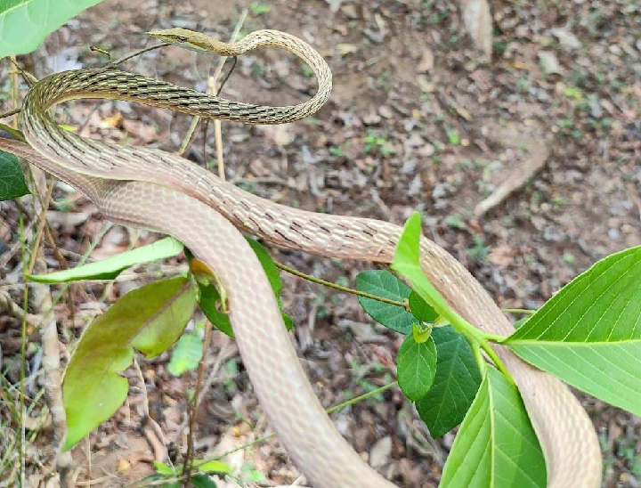 Rare species 'Laudankia' snake found in Chhattisgarh | छत्तीसगढ़ में ...