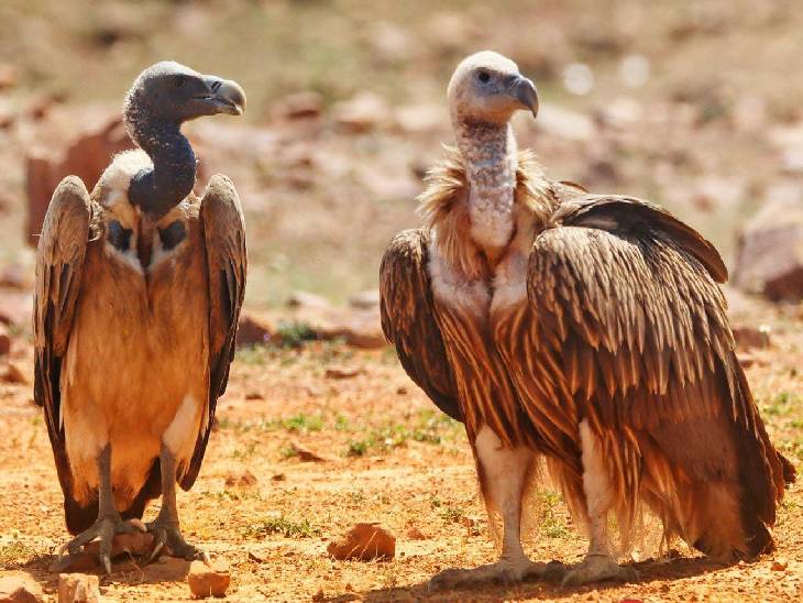 Number-1 MP in the country even in the presence of vultures | MP में ...