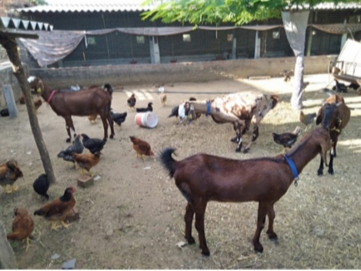 Beneficiary schemes of Animal Husbandry Department are being helpful ...