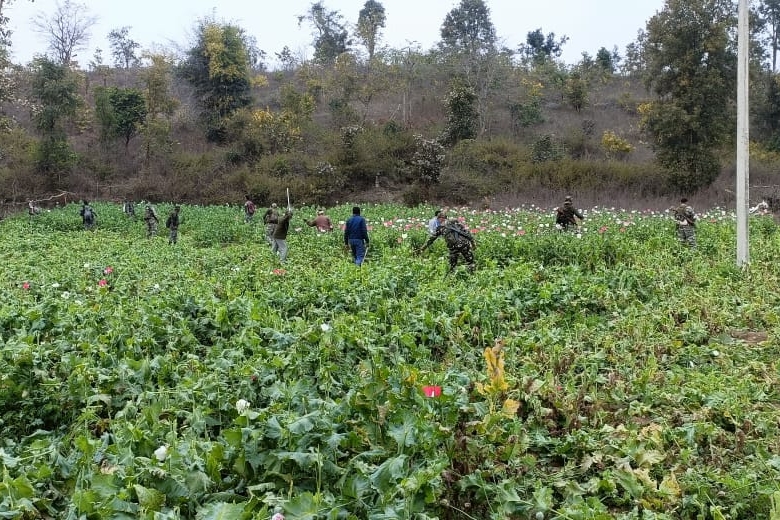 Opium cultivation on 12 acres in Hunterganj's Barrio and eight acres in ...