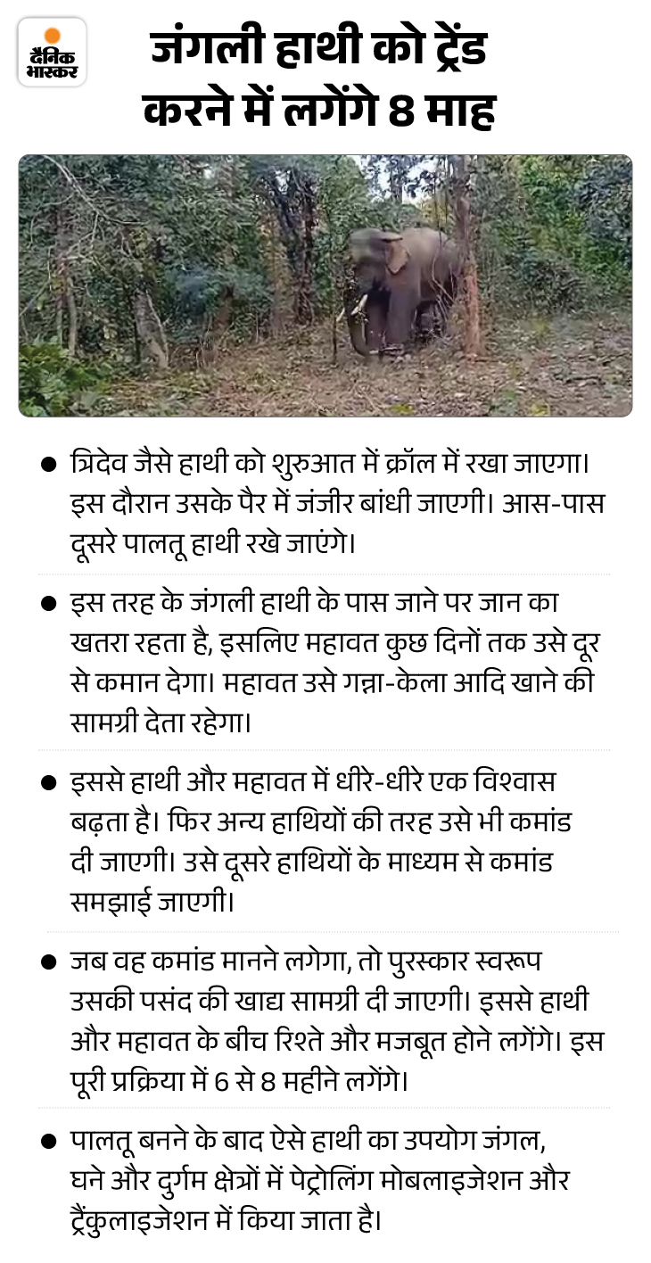 A wild elephant that can kill will become a pet: Two male elephants ...