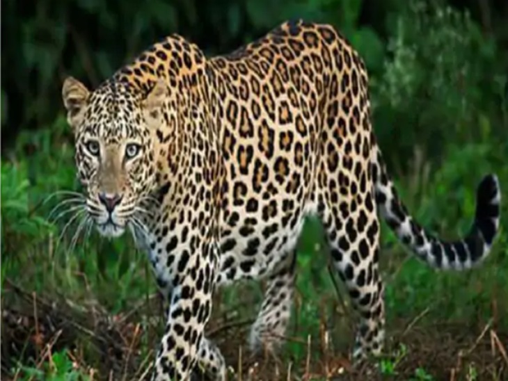 Punjab Ludhiana Tiger Safari News Guest Pair Leopards, Tigers Welcome ...