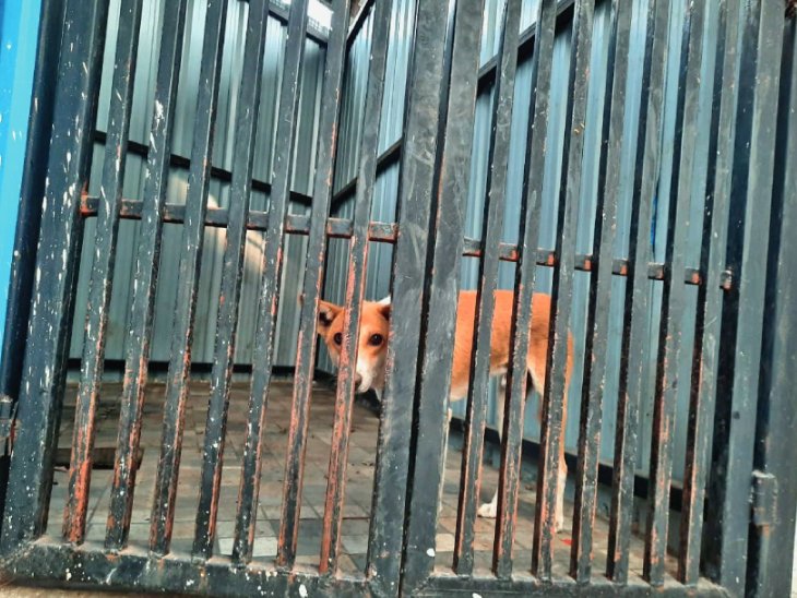 The worst rabies infection in the city in 25 years