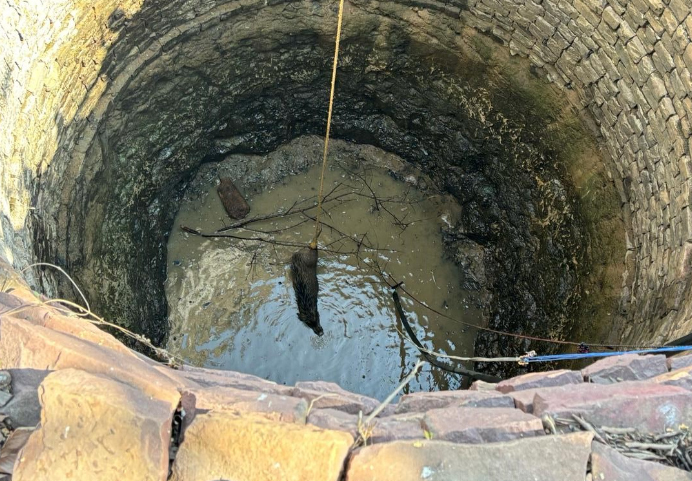 Rescued a wild pig that had fallen into a well. | कुएं में गिरे जंगली ...