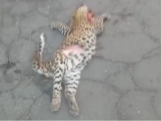 Leopard died in road accident | सड़क हादसे में तेंदुए की मौत: शहडोल ...