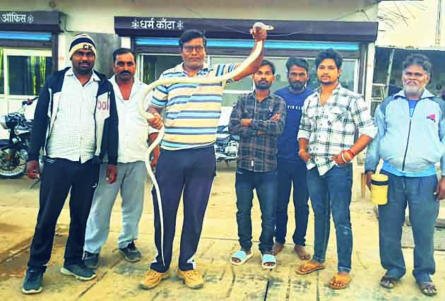 Rescued 10 feet long Dhaman snake | 10 फीट लंबे धामण सर्प को रेस्क्यू ...