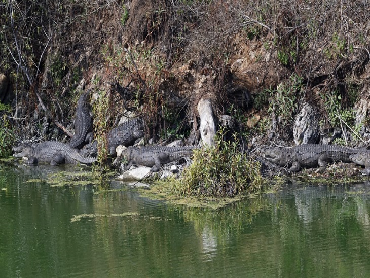 Saw eight crocodiles together during eco trail, On World Wildlife Day ...
