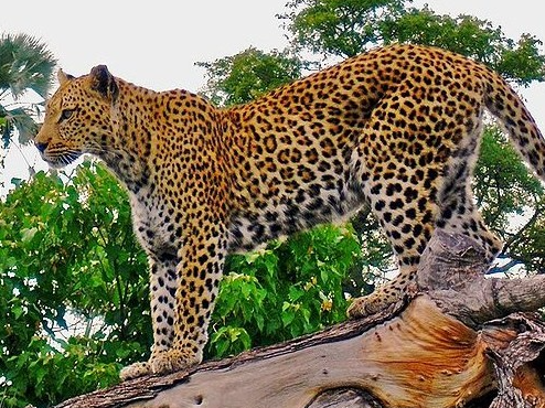 Now leopard terror in Chaurai area | अब चौरई क्षेत्र में तेंदुए का आतंक ...