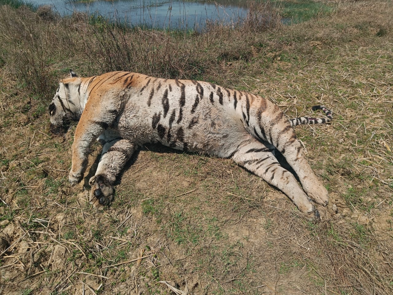 Dead body of male tiger found in Kanha Tiger Reserve | कान्हा टाइगर ...