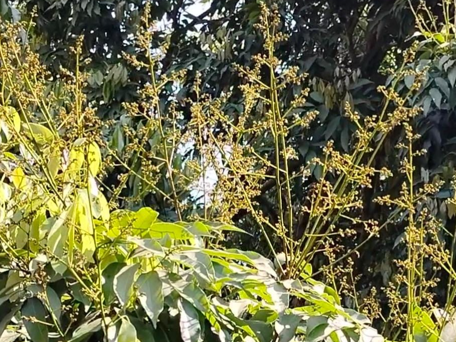 Litchi tree in trouble, farmers troubled by insects | लीची के पेड़ में ...