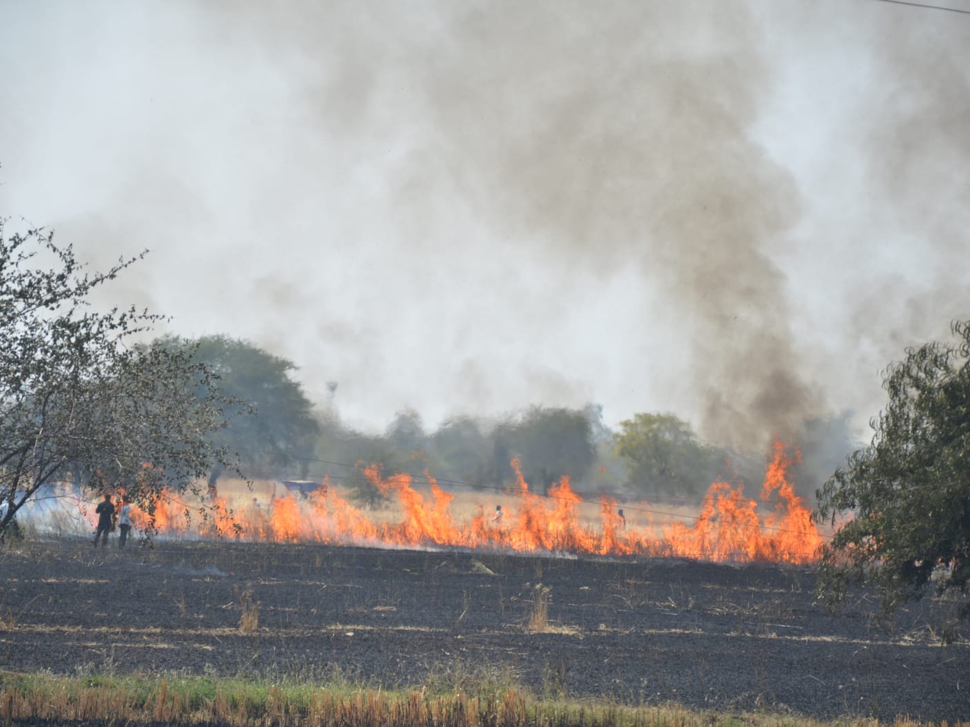 Fire broke out in 8 acres of wheat field | 8 एकड़ गेहूं के खेत में लगी ...
