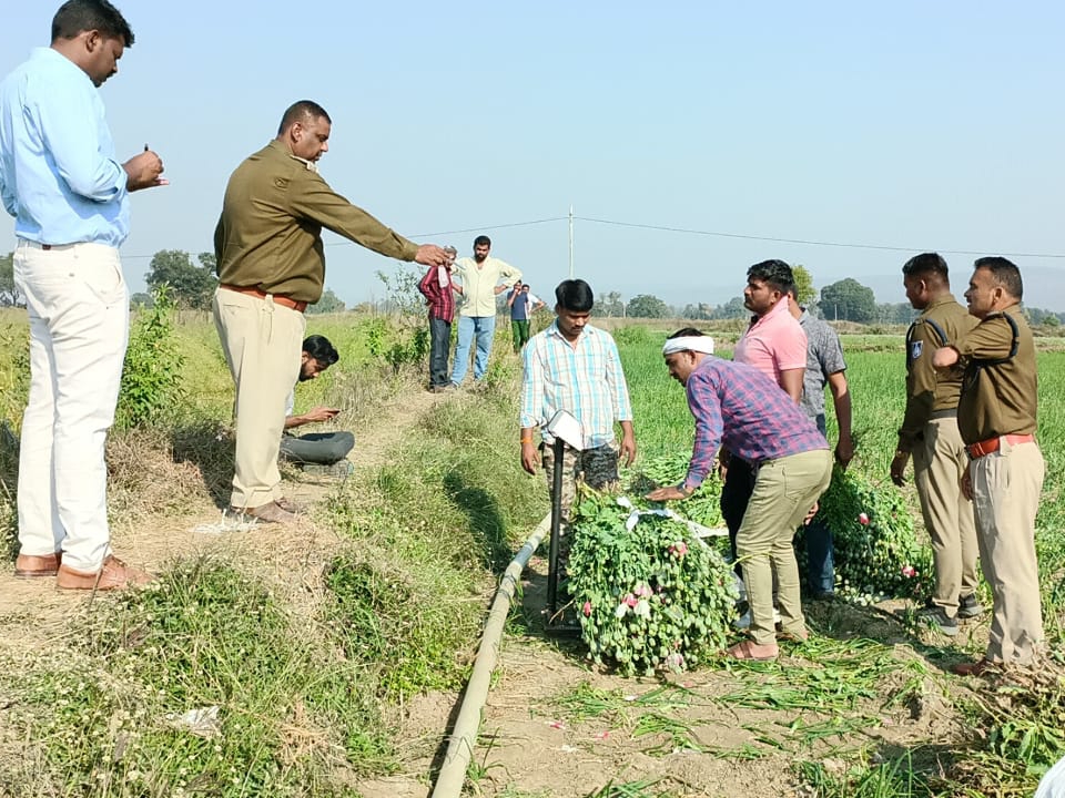 Opium cultivation caught in Amarpatan's Sua | अमरपाटन के सुआ में पकड़ी ...