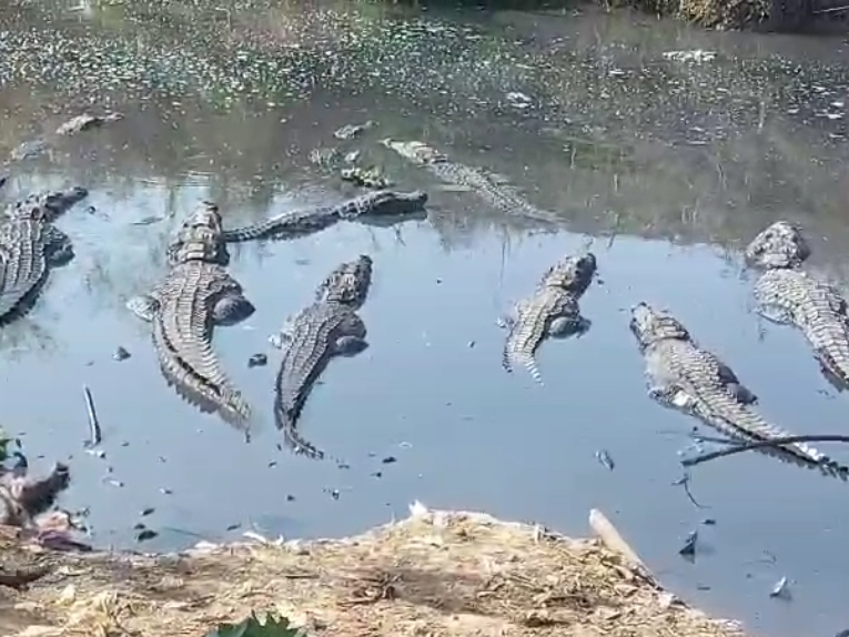 Hyacinth takes over Sankhya Sagar