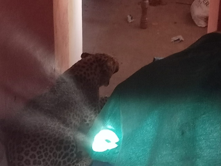 5 including a woman injured in panther attack