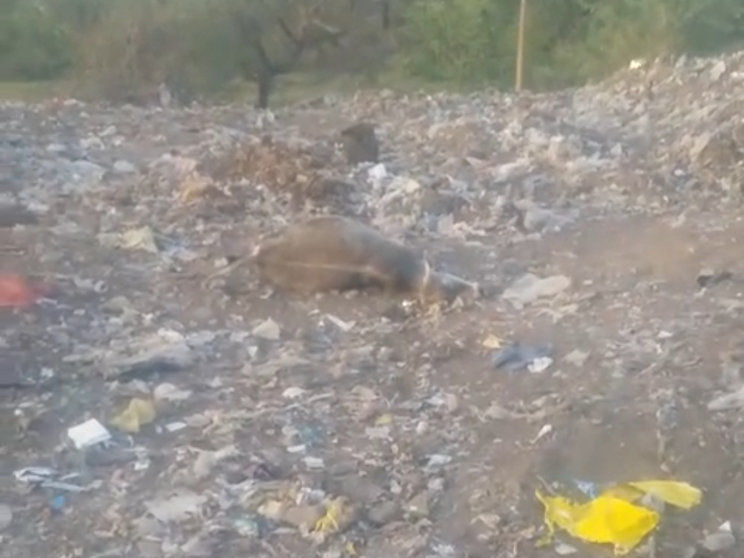 In Machalpur, the district's number 1 city in cleanliness, people are ...