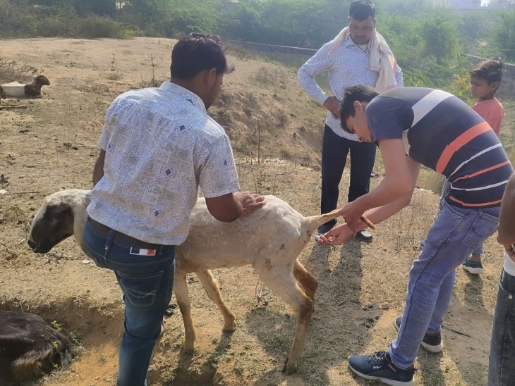 Death of sheep creates panic among sheep herders | भेड़ों की मौत से ...