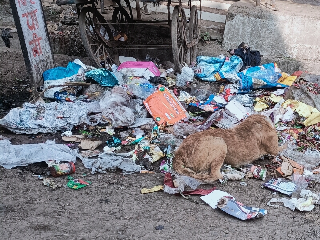 Piles of garbage everywhere in the city | शहर में जगह-जगह कचरे के ढेर ...