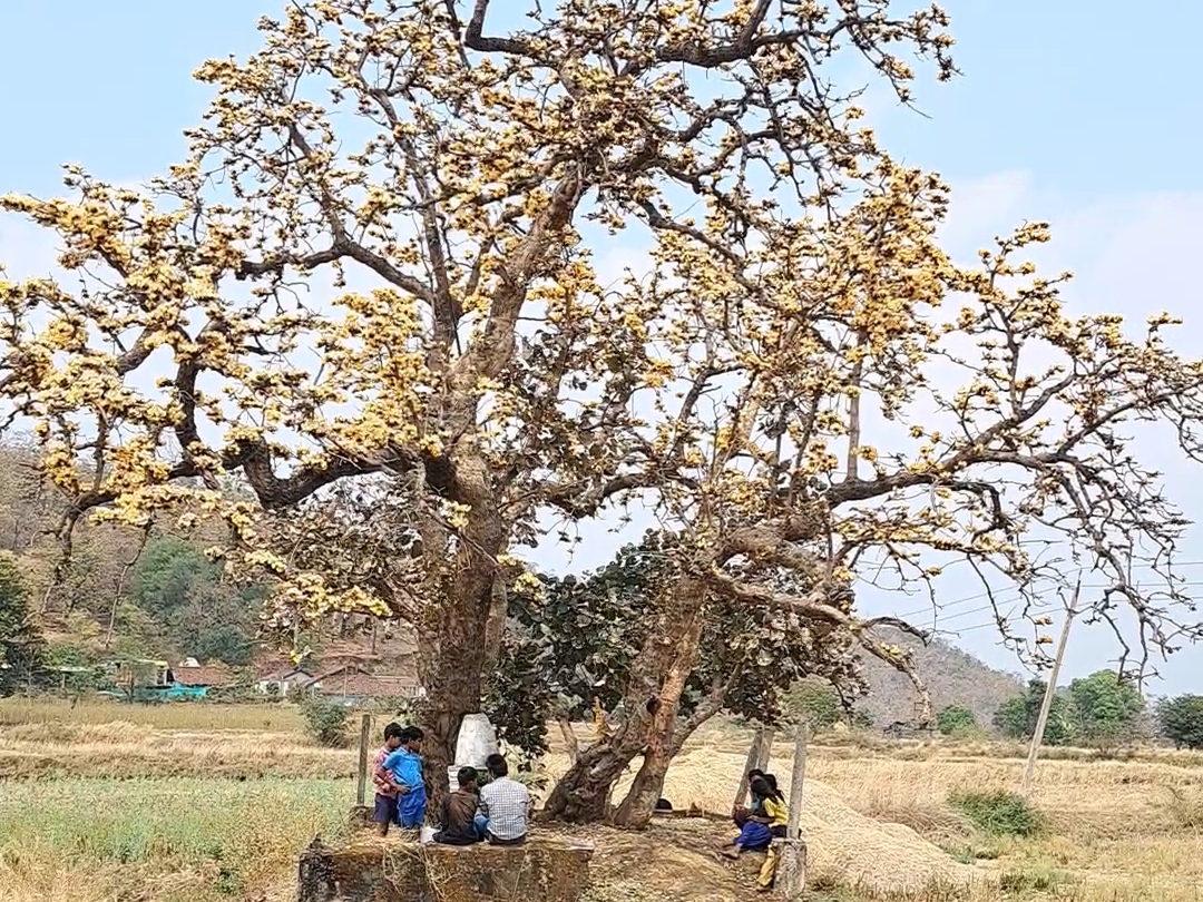 Medicinal tree laden with white palash flowers | सफेद पलाश के फूलों से ...