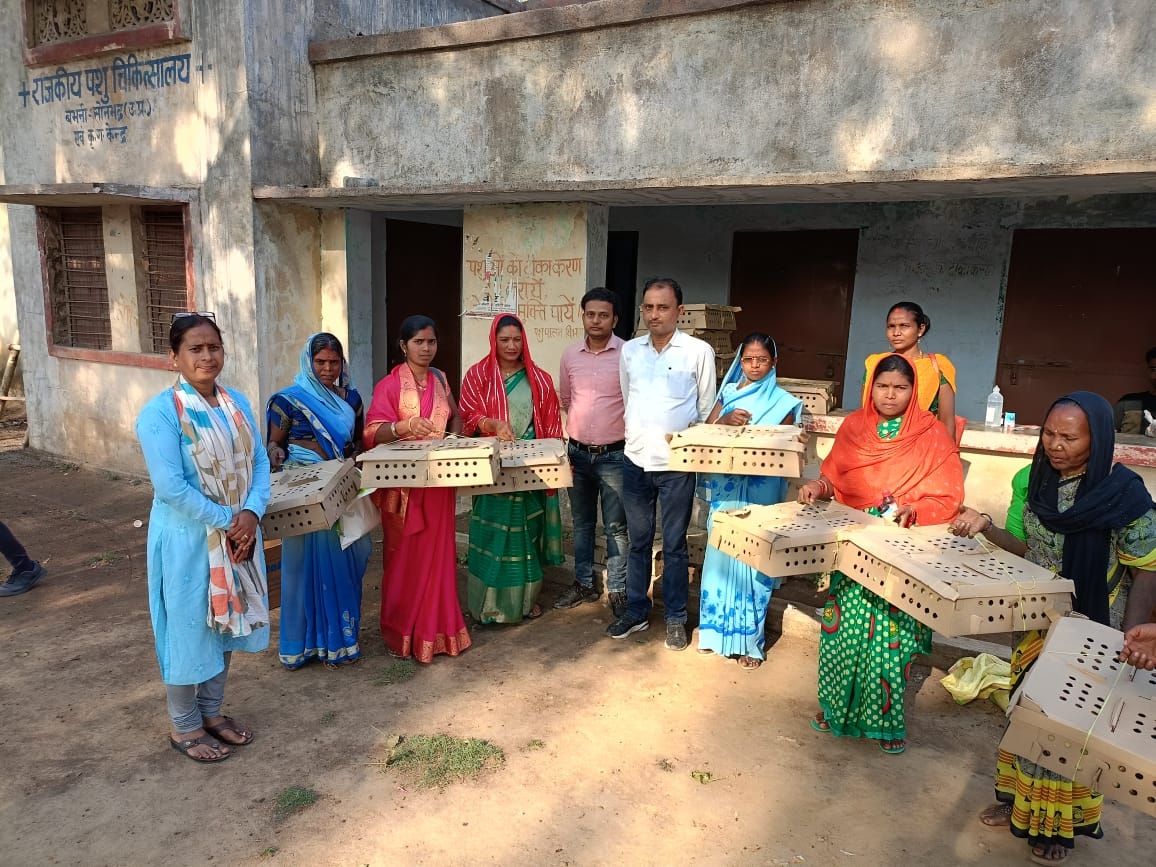 Animal Husbandry Department distributed chicks in Babhni | बभनी में ...
