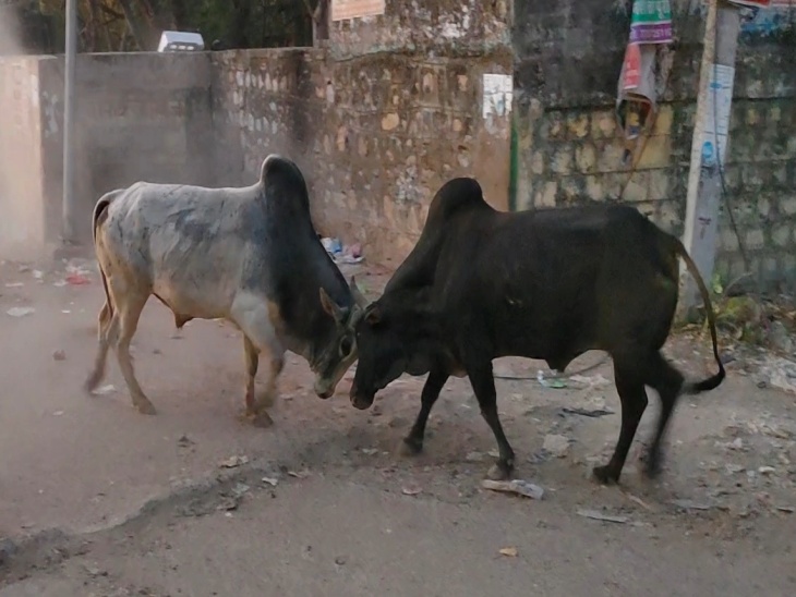 Gathering of stray animals on city streets. Despite accidents happening ...