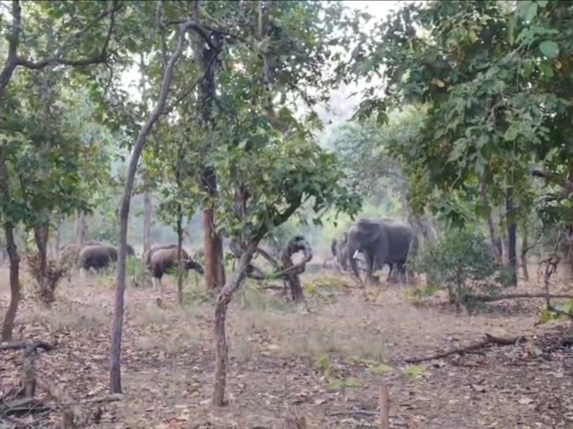 A herd of bison tried to drive away the wild elephants, an amazing ...