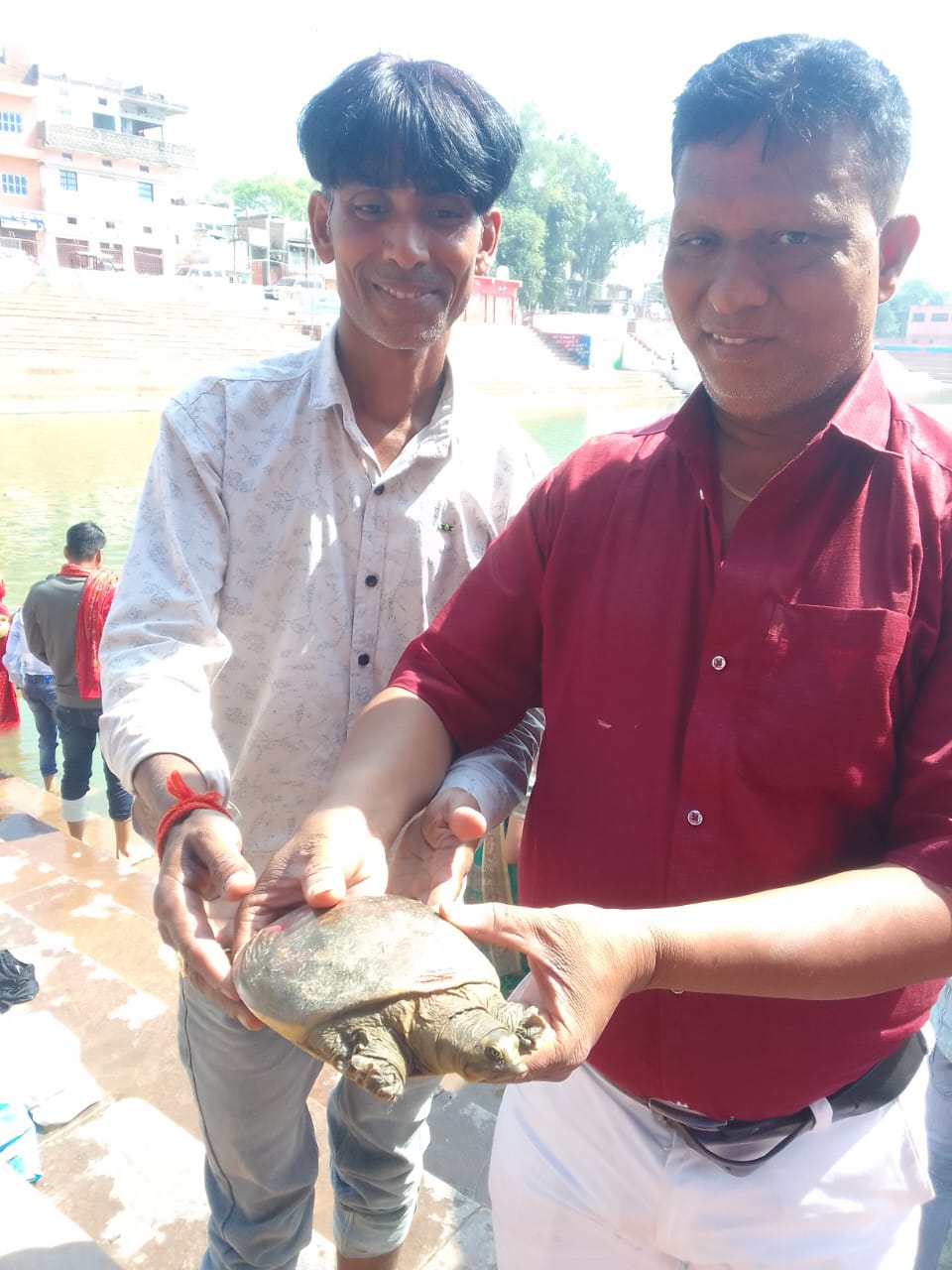 Rare turtle released into Shiva temple pond | दुर्लभ कछुए को शिव मंदिर ...