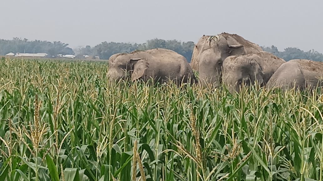 Wild elephants are changing places every day, have again set up camp in ...