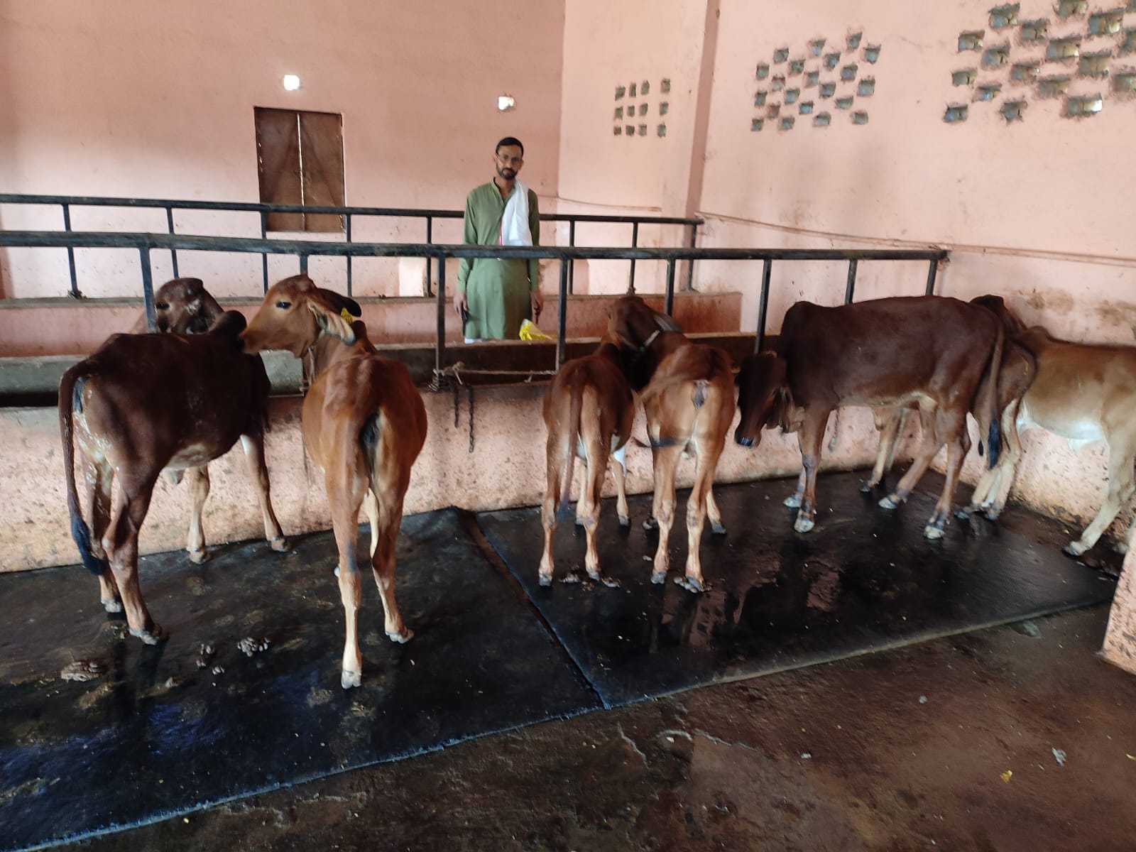 Villagers are rearing indigenous cows in 140 villages of Mewat, which ...
