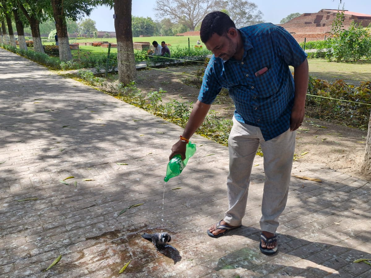 Nalanda News, Nalanda Administration, Crow Dieing, Pesticides, Nalanda ...