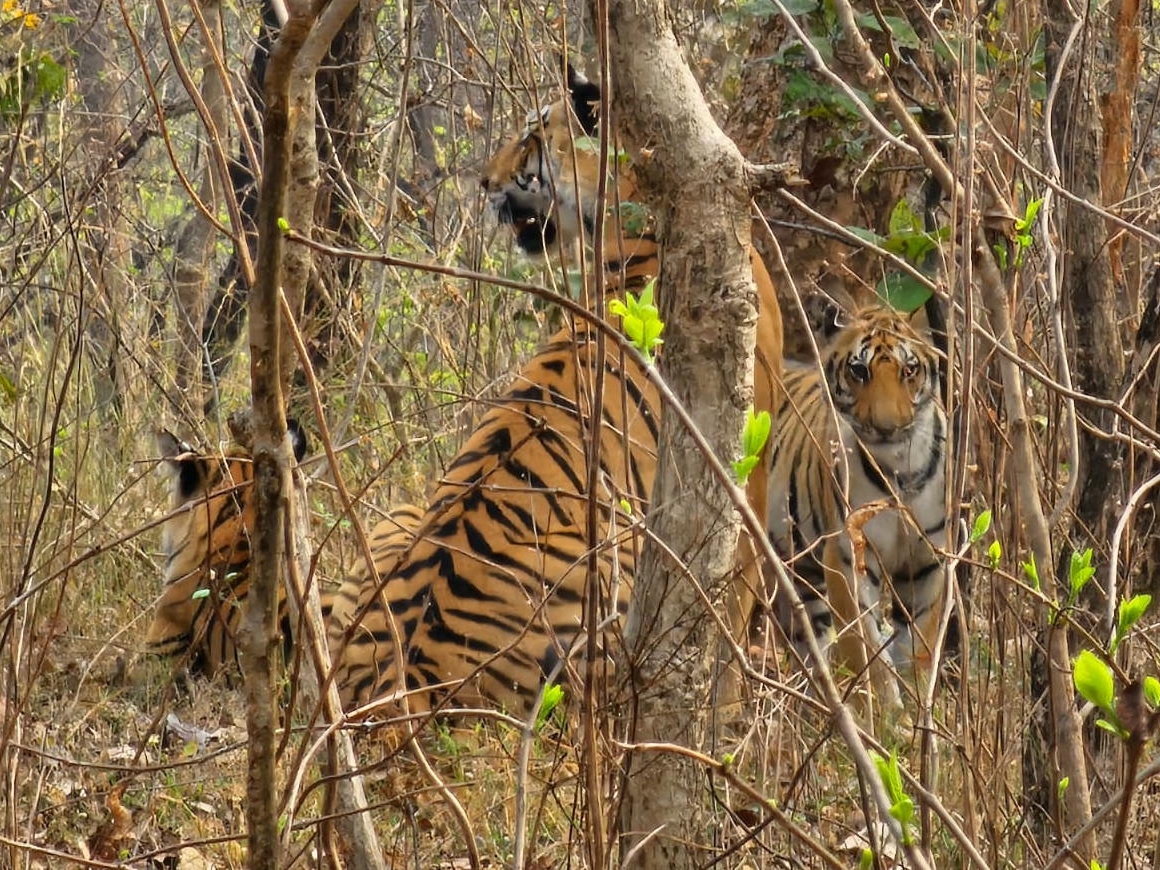 Case of Khawasa buffer of Pench National Park | पेंच नेशनल पार्क के ...
