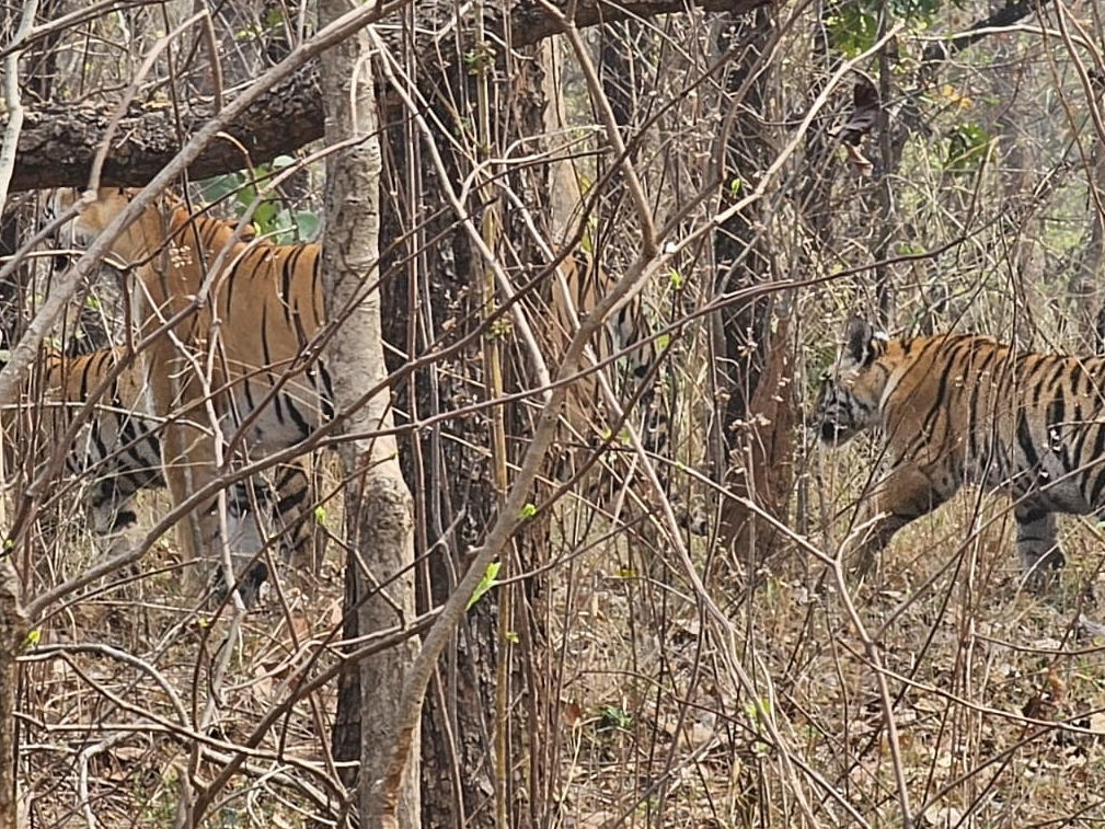 Case of Khawasa buffer of Pench National Park | पेंच नेशनल पार्क के ...