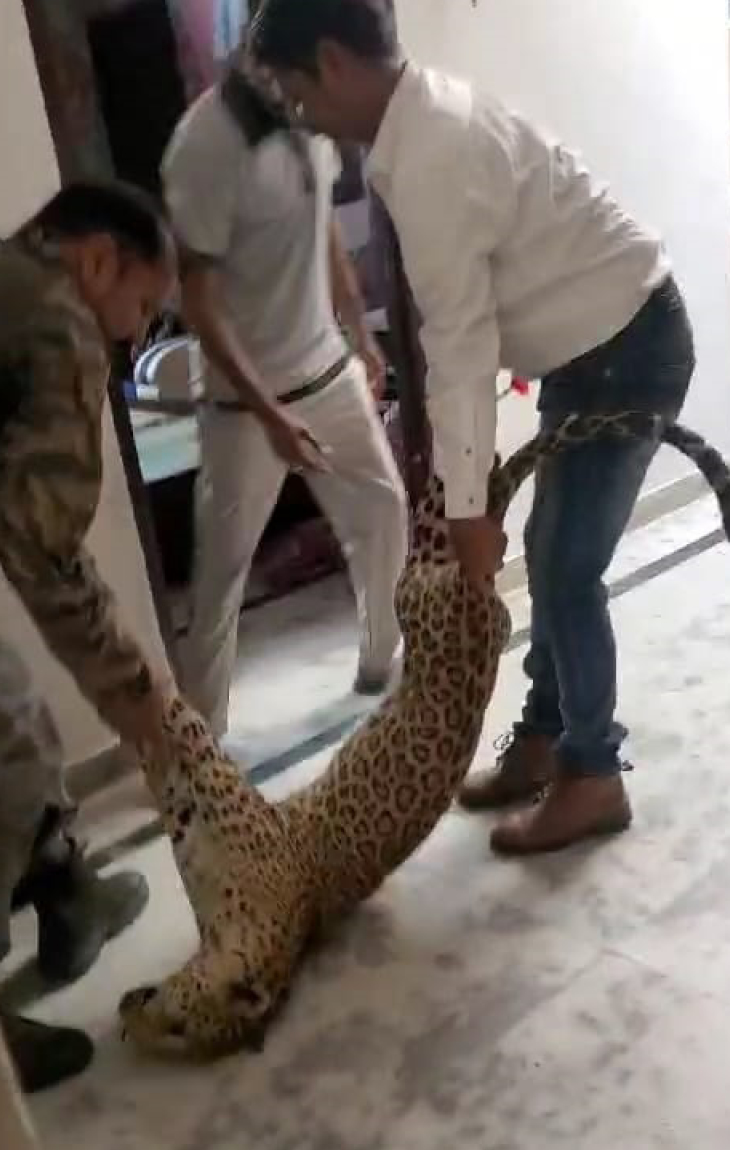 Udaipur Leopard Attacks; Eyewitness Arjun Dangi Family Story | घर में घुसा लेपर्ड; सोचा कोई भेष ...