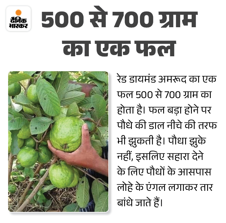 Amrud Ki Kheti; Ratlam Farmer (Japanese Red Guava Farming) Success Story