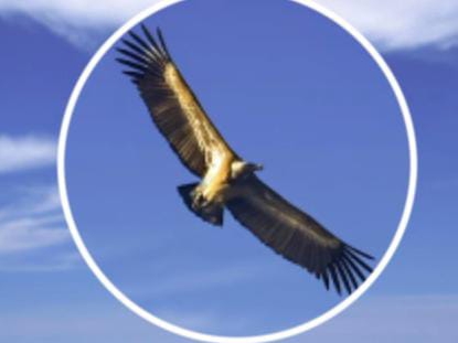 More than 40 vultures in Jatga range of Katghora | कटघोरा के जटगा रेंज ...