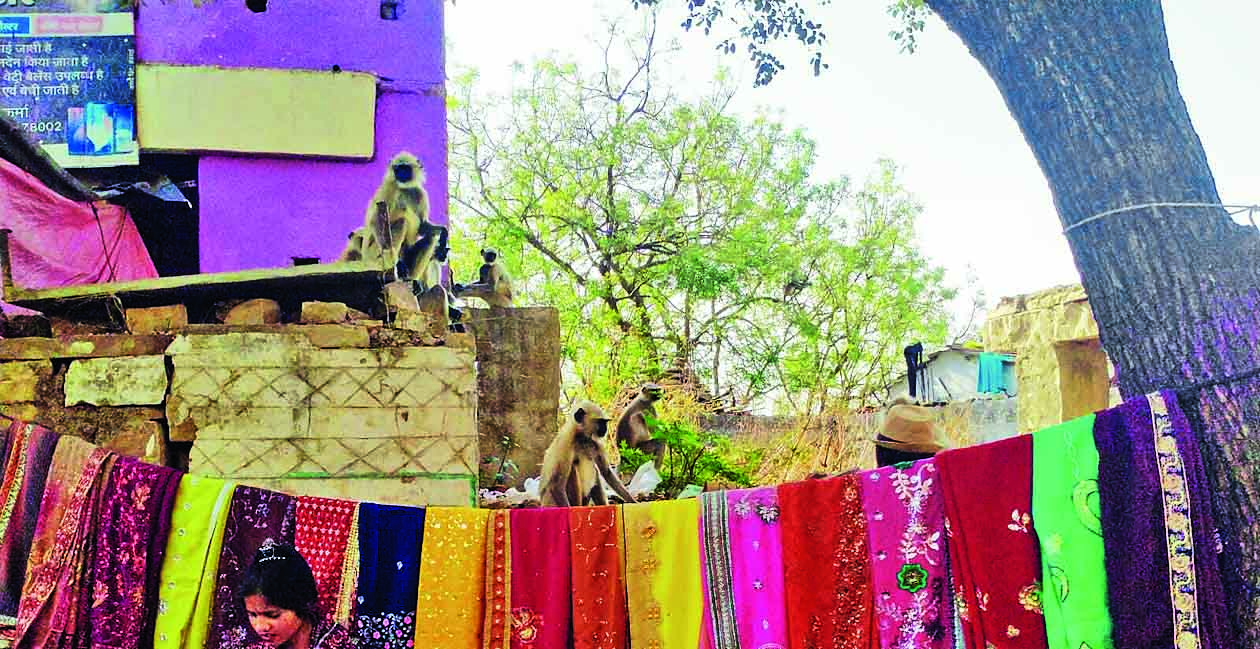 Terror of monkeys, jumping around and destroying things kept on the ...