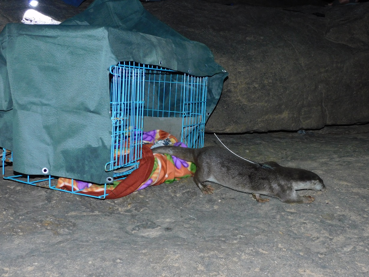 Extinct species of otter seen for the first time in STR | एसटीआर ...