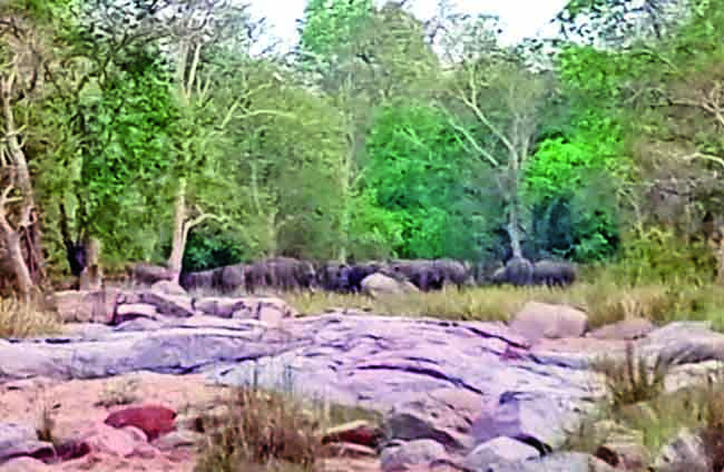The Sikaser group of 40 elephants reached the Jabrra forest after ...