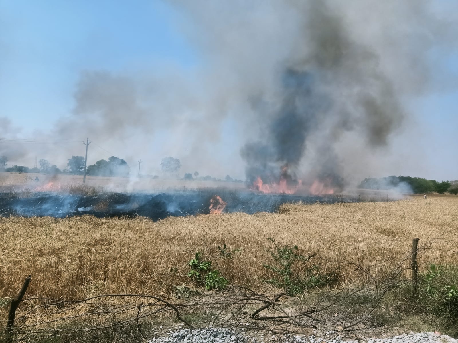 30 bigha wheat crop burnt to ashes in Auraiya | औरैया में गेहूं की 30 ...
