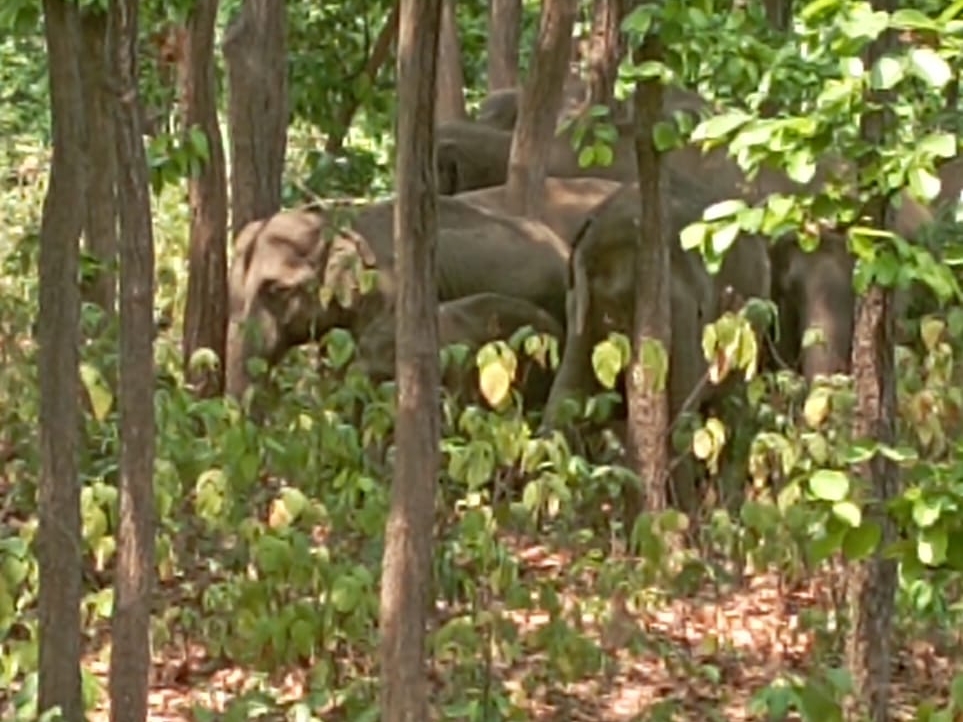 Elephant reached the forest of Hisim Mahadev Beda | हिसीम महादेव बेड़ा ...